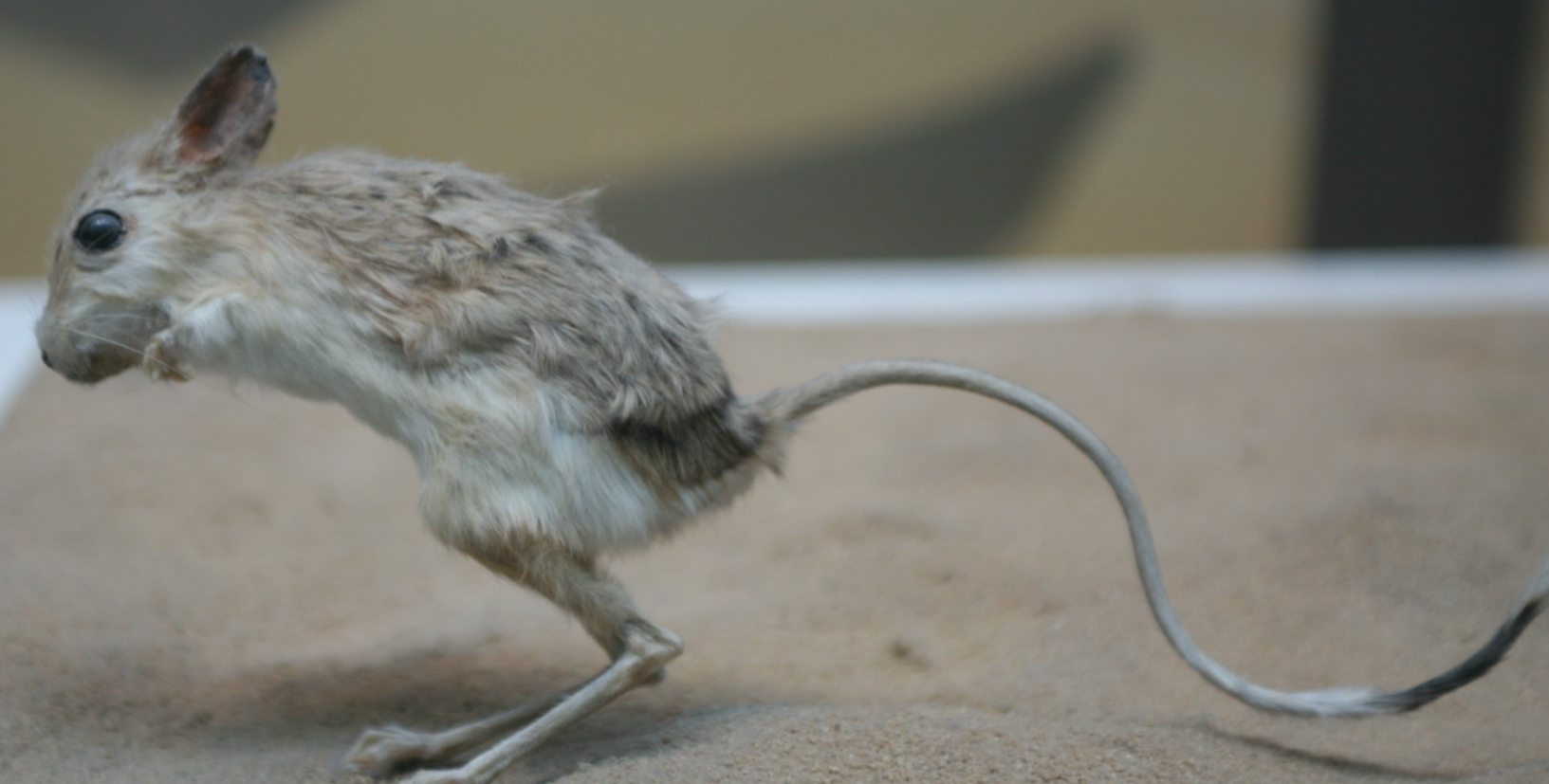 14 Animals With Long Tails (With Pictures) - Animallot