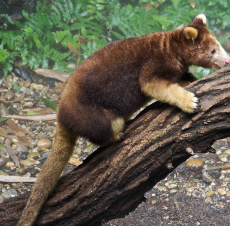 14 Animals With Long Tails (With Pictures) - Animallot