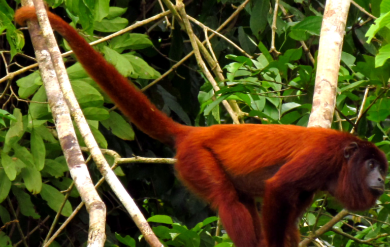 14 Animals With Long Tails (With Pictures) - Animallot