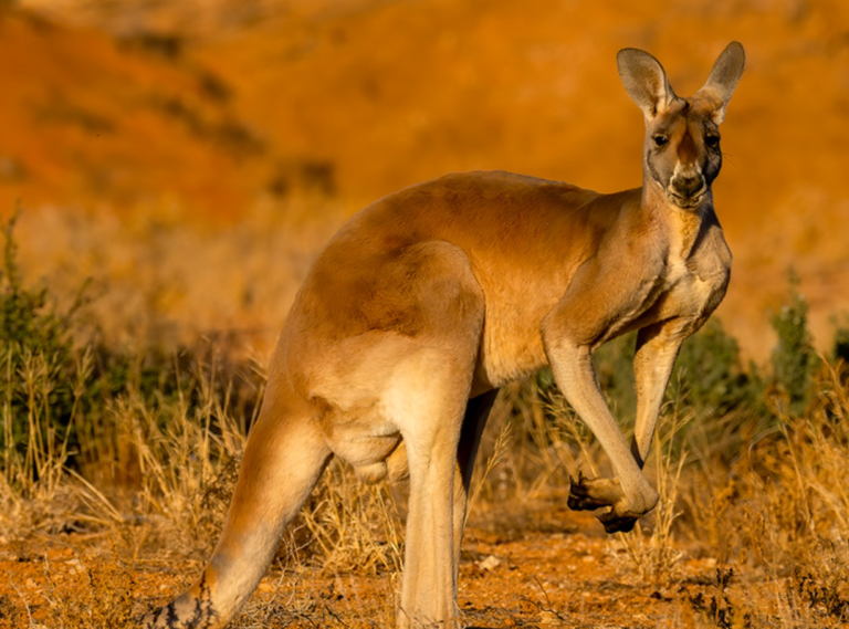 14 Animals With Long Tails (With Pictures) - Animallot