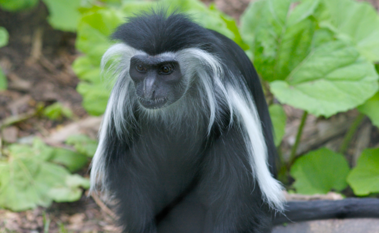 14 Animals With Long Tails (With Pictures) - Animallot