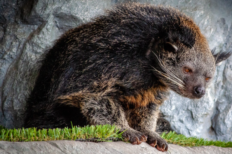 14 Animals With Long Tails (With Pictures) - Animallot