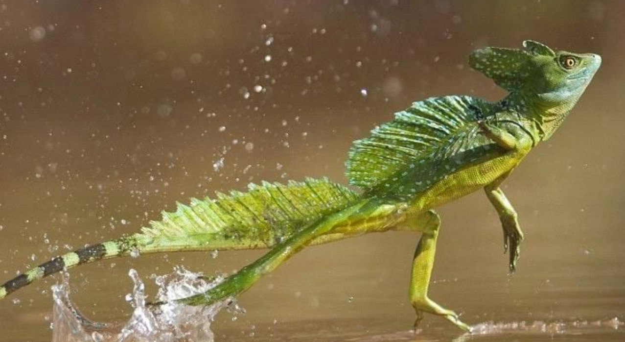 14 Animals With Long Tails (With Pictures) - Animallot