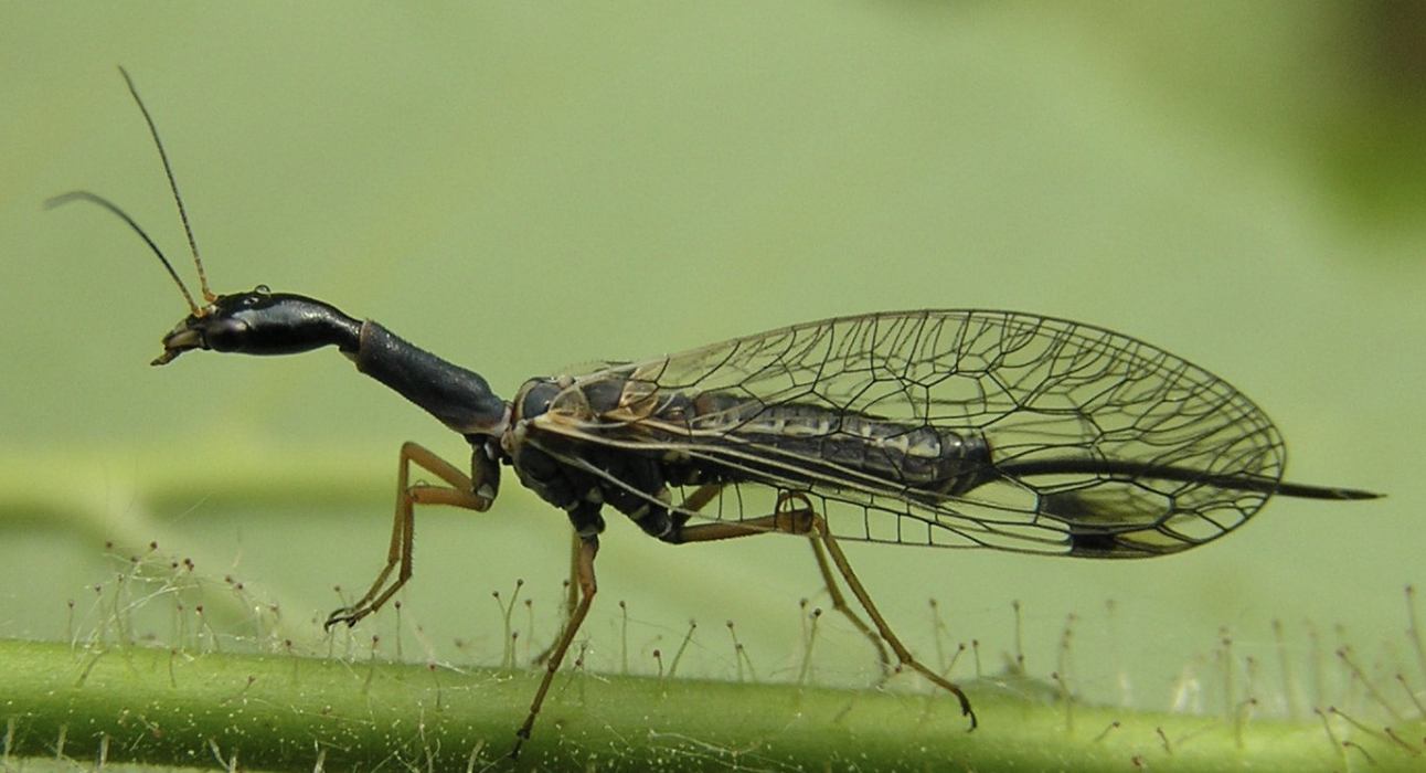 12 Animals With Jointed Legs (With Pictures) - Animallot