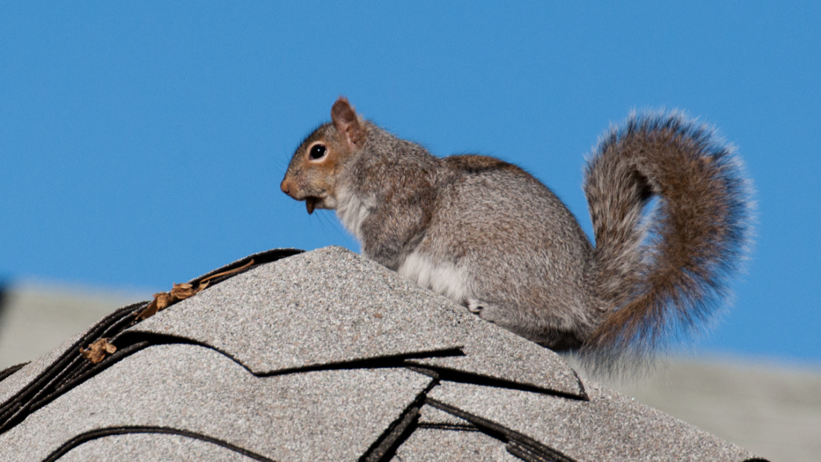 12 Animals With Fluffy Tails (List With Pictures) - Animallot