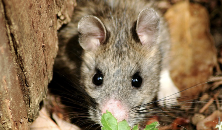 12 Animals With Fluffy Tails (List With Pictures) - Animallot