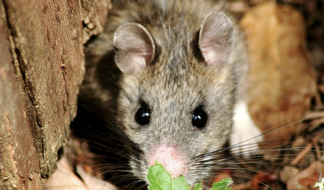 12 Animals With Fluffy Tails (List With Pictures) - Animallot