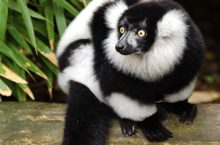 12 Animals With Fluffy Tails (List With Pictures) - Animallot