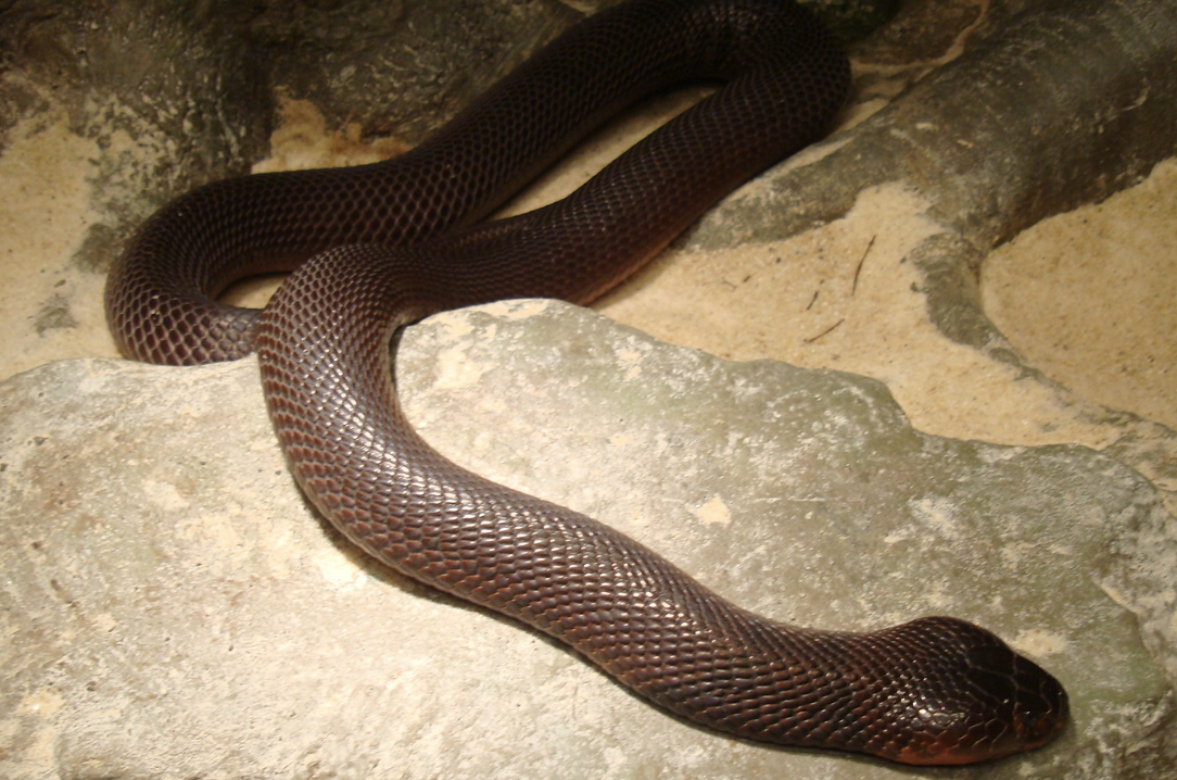 List Of 16 Animals with Fangs (With Pictures) - Animallot