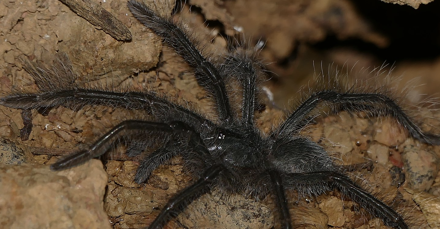 List Of 16 Animals with Fangs (With Pictures) - Animallot