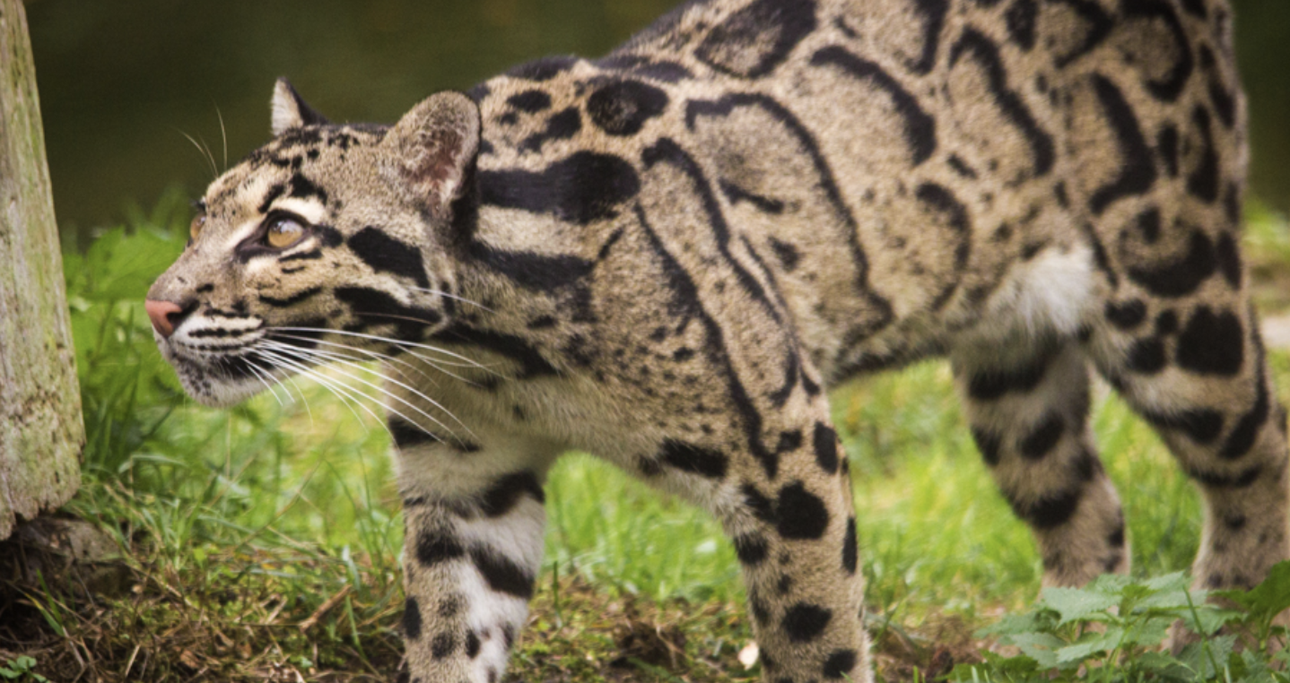 List Of 16 Animals with Fangs (With Pictures) - Animallot