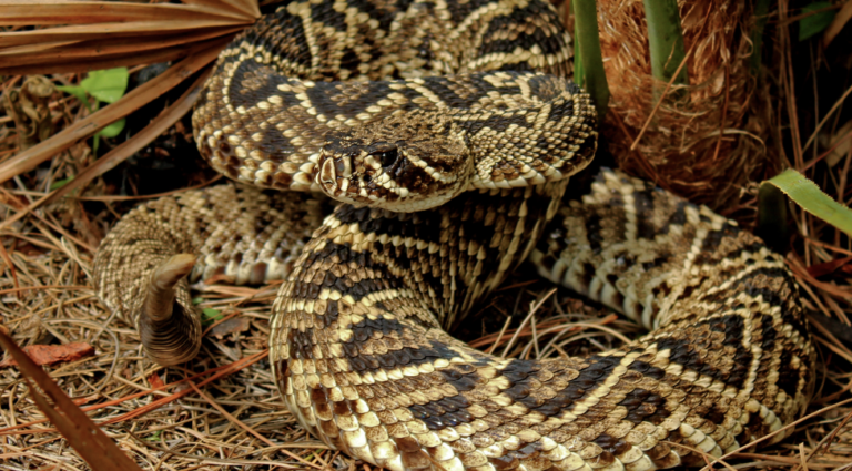 List Of 16 Animals with Fangs (With Pictures) - Animallot