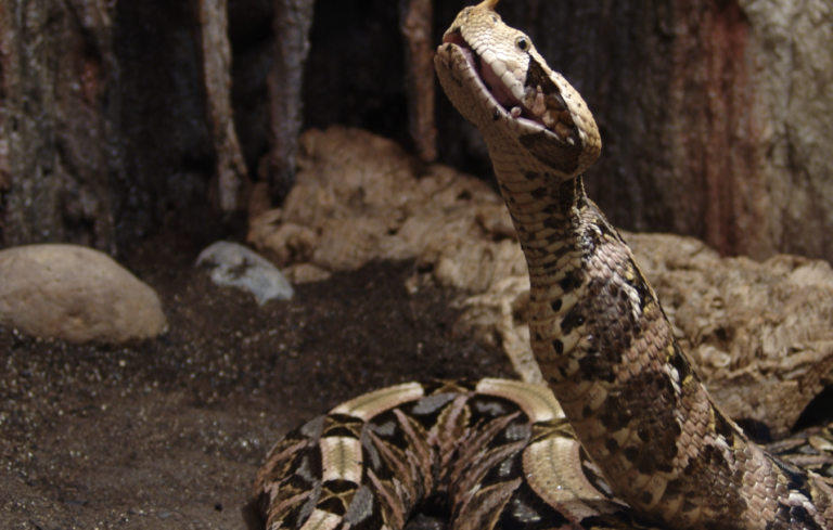 List Of 16 Animals with Fangs (With Pictures) - Animallot