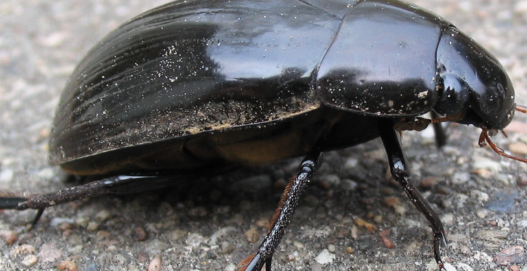 20 Animals with Exoskeletons List (with pictures) - Animallot