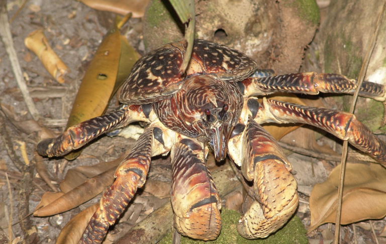 20 Animals with Exoskeletons List (with pictures) - Animallot