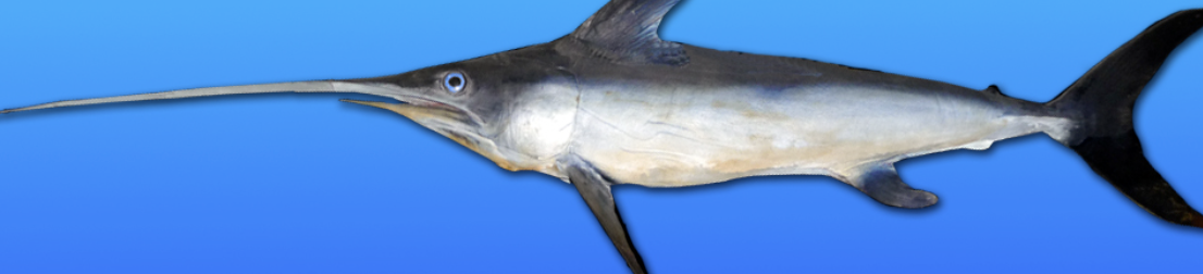 List of 10 Animals with Bilateral Symmetry - Animallot