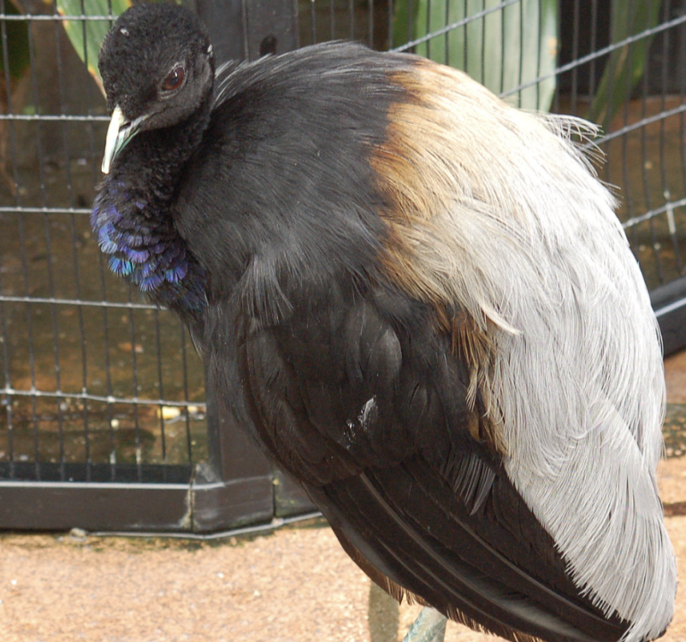 List of 19 Animals With Feathers (With Pictures) - Animallot