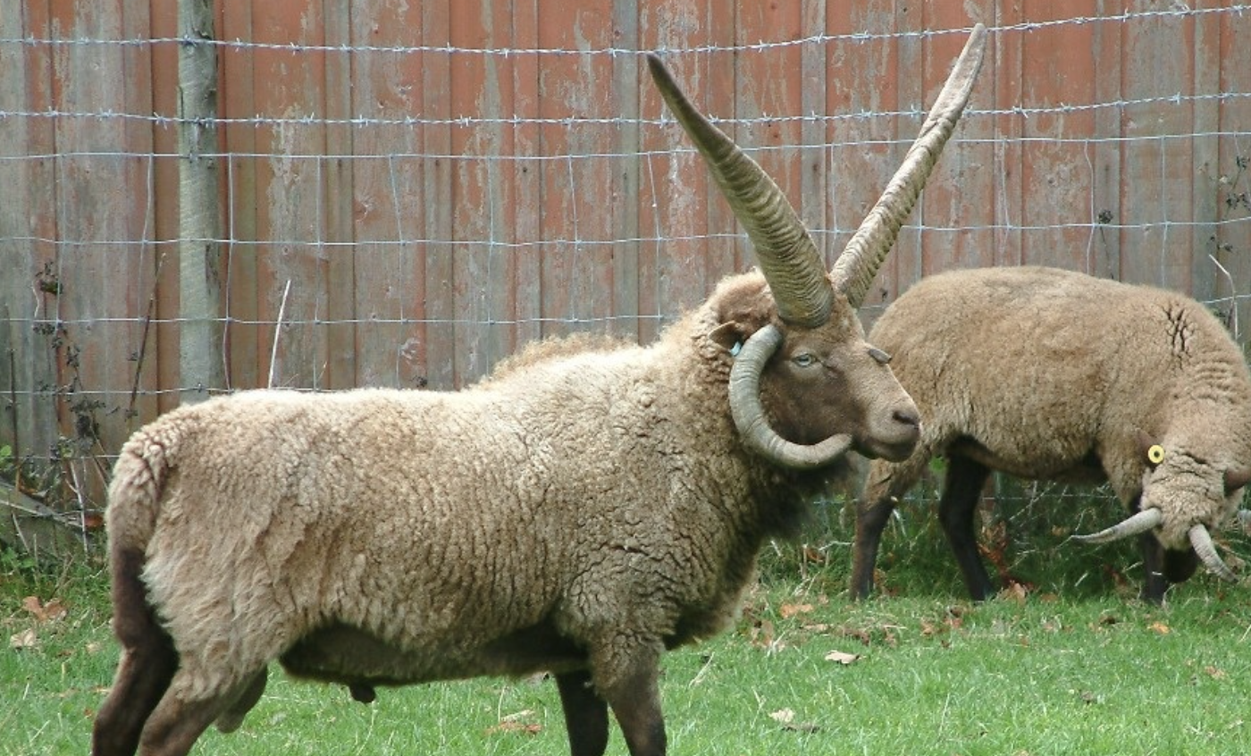 List of 20 Animals With Horns (With Pictures) - Animallot