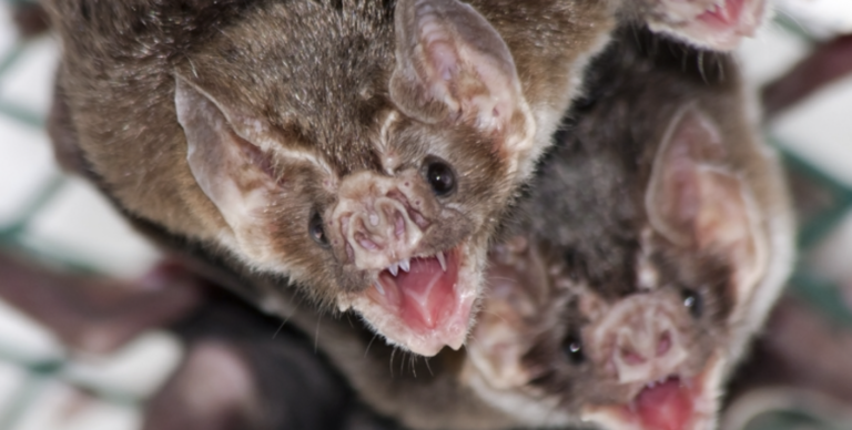 15 Animals With Infrared Vision (With Pictures) - Animallot