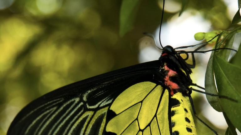 15 Animals With Infrared Vision (With Pictures) - Animallot