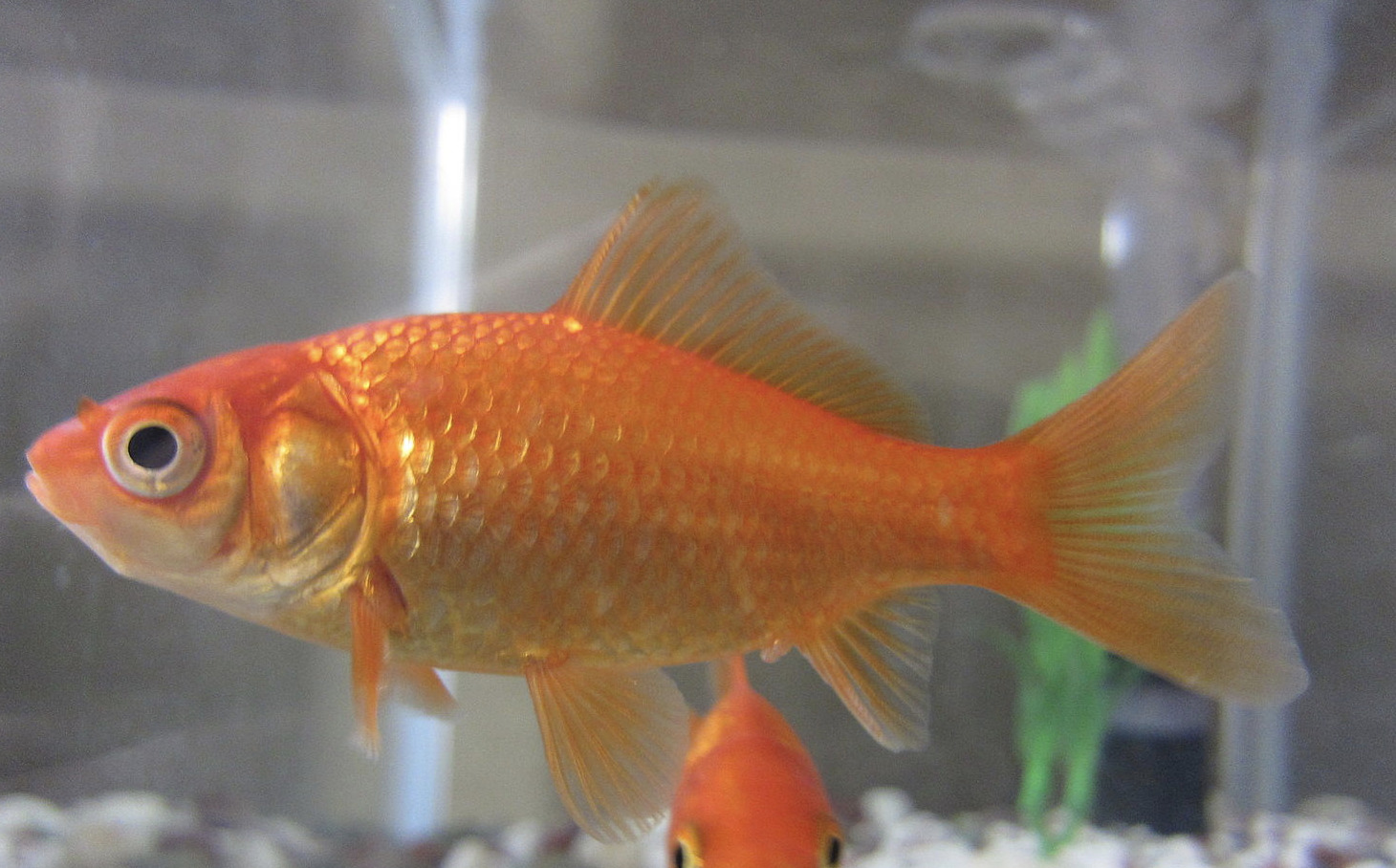 15 Animals With Infrared Vision (With Pictures) - Animallot