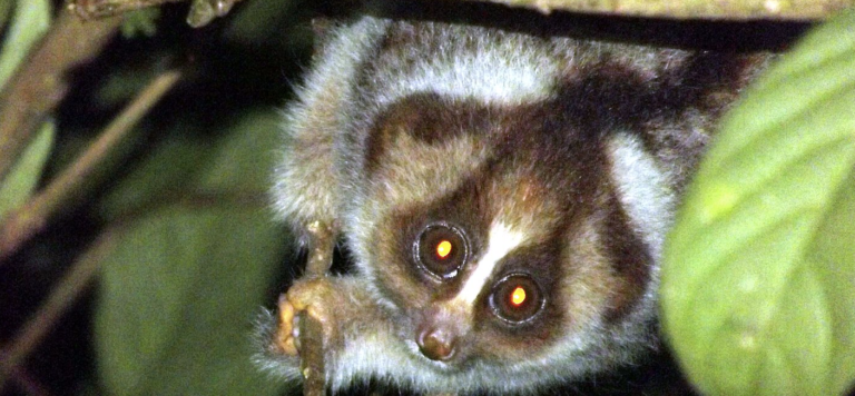 13 Animals with Big Eyes (with Pictures) - Animallot