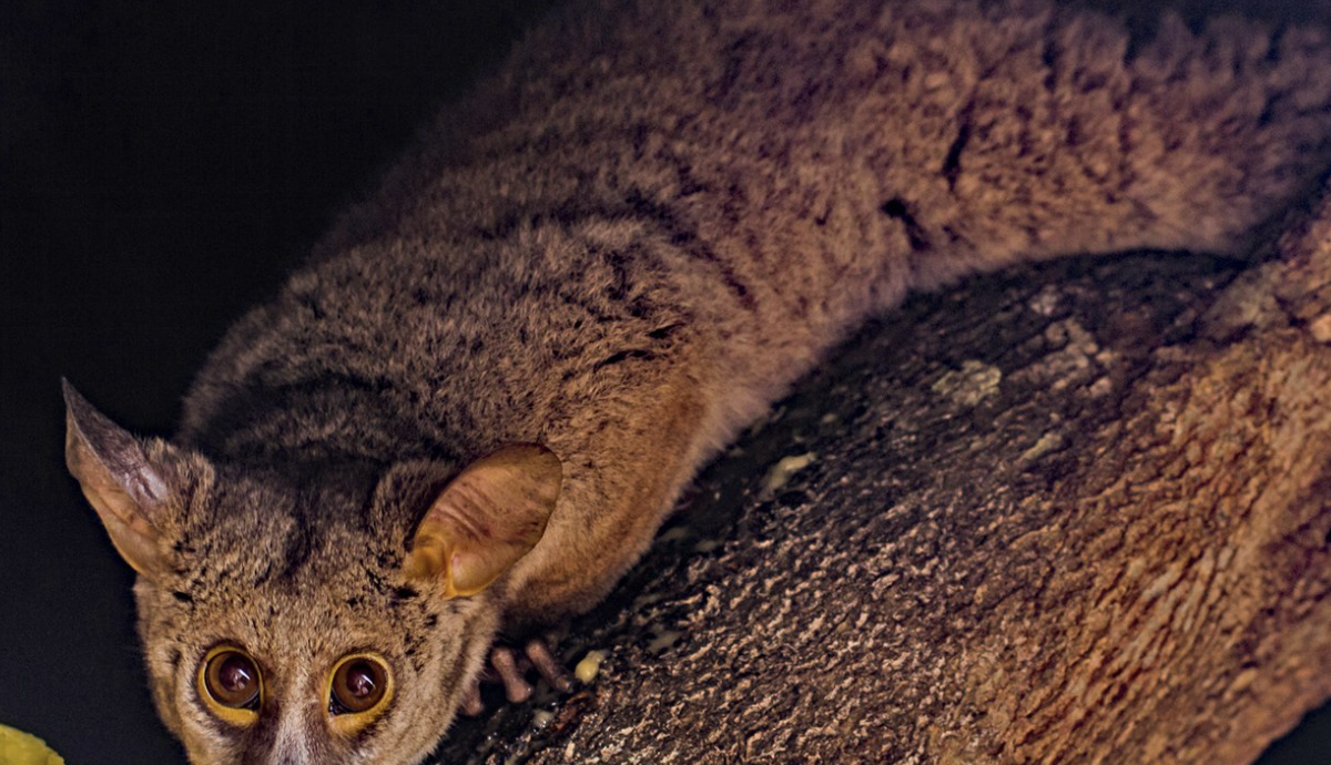 13 Animals with Big Eyes (with Pictures) - Animallot