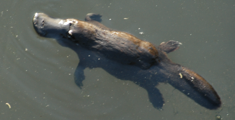 List of 12 Animals with Electricity (With Pictures) - Animallot