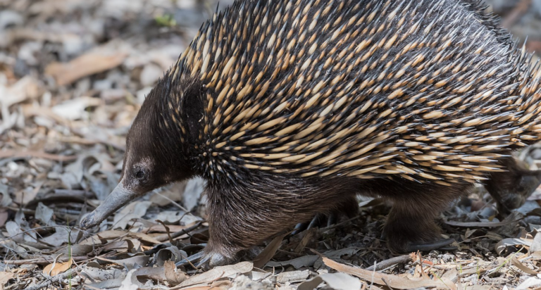 List of 12 Animals with Electricity (With Pictures) - Animallot