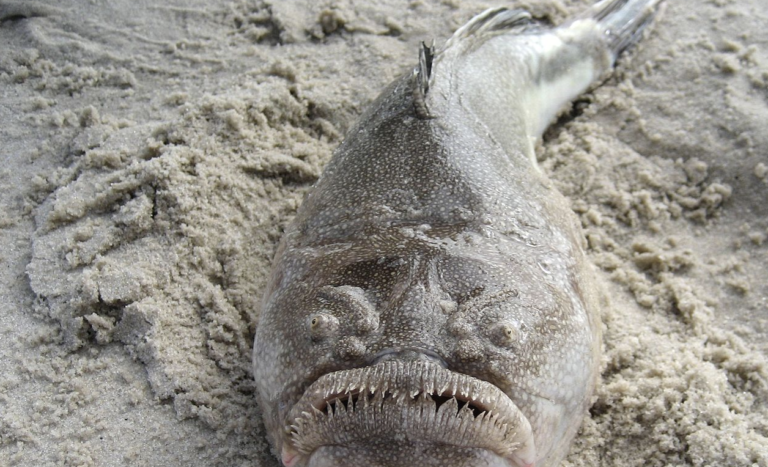 List of 12 Animals with Electricity (With Pictures) - Animallot