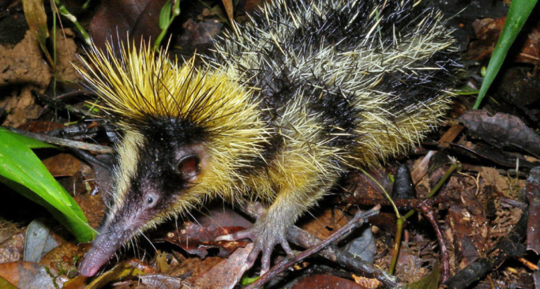 10 animals with echolocation (with pictures) - Animallot