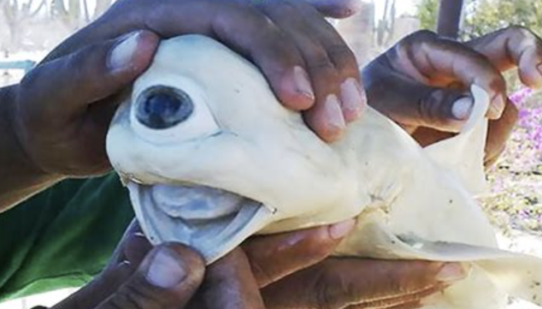 List Of 8 Animals with One Eye(With Pictures) - Animallot