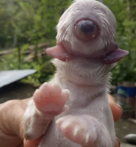 List Of 8 Animals with One Eye(With Pictures) - Animallot