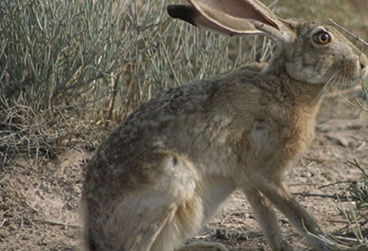 List of 20 Animals With Big Ears (with pictures) - Animallot