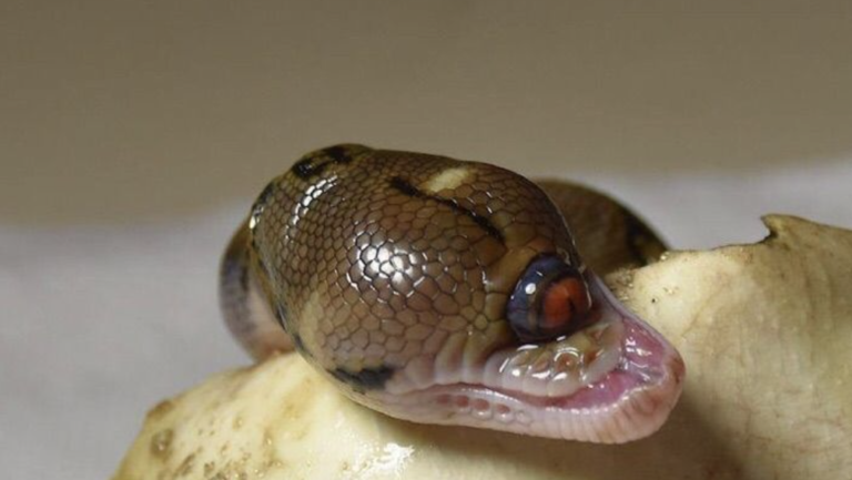 List Of 8 Animals with One Eye(With Pictures) - Animallot