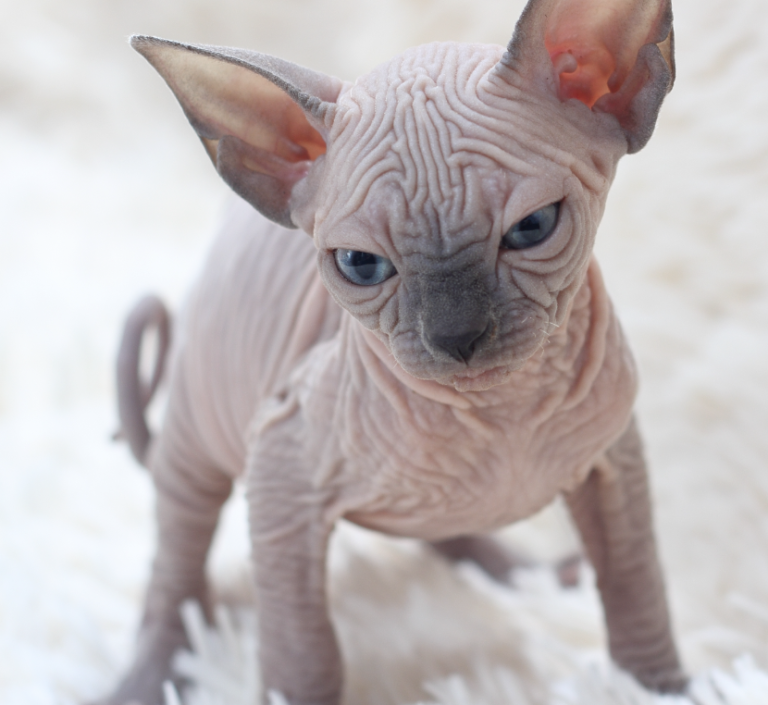 List Of 12 Animals Without Fur(With Pictures) - Animallot