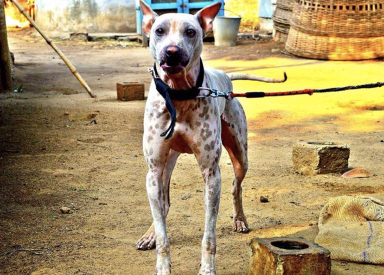 List Of 12 Animals Without Fur(With Pictures) - Animallot