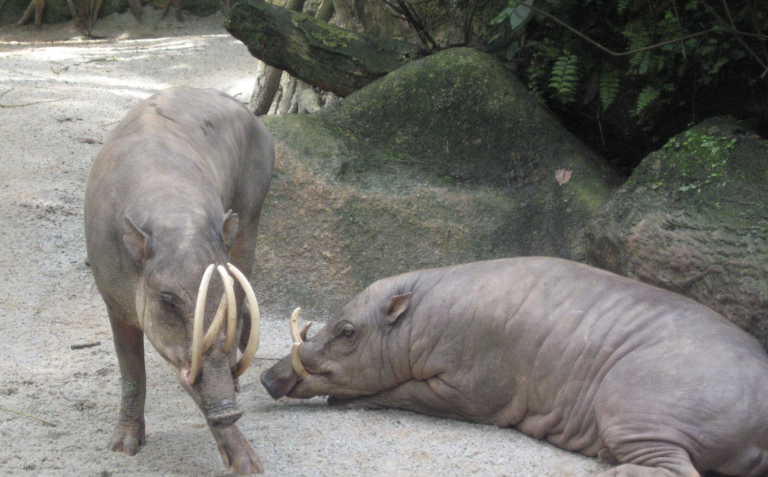 List Of 12 Animals Without Fur(With Pictures) - Animallot