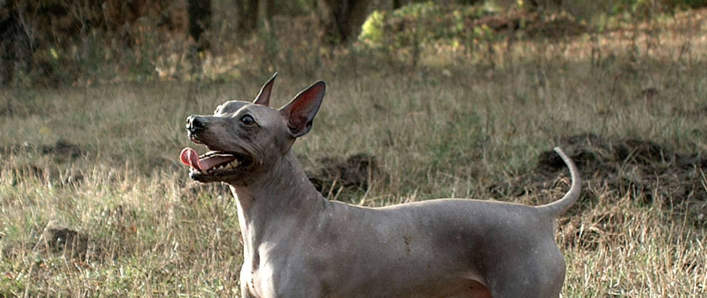 List Of 12 Animals Without Fur(With Pictures) - Animallot