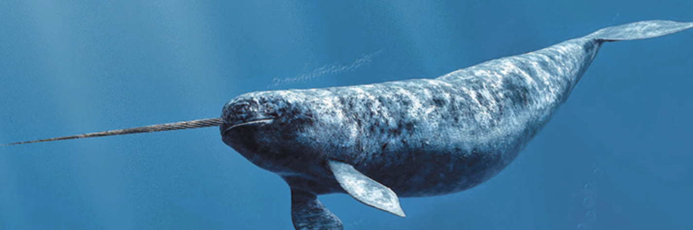 List Of 8 Animals with One Horn(WIth Pictures) - Animallot