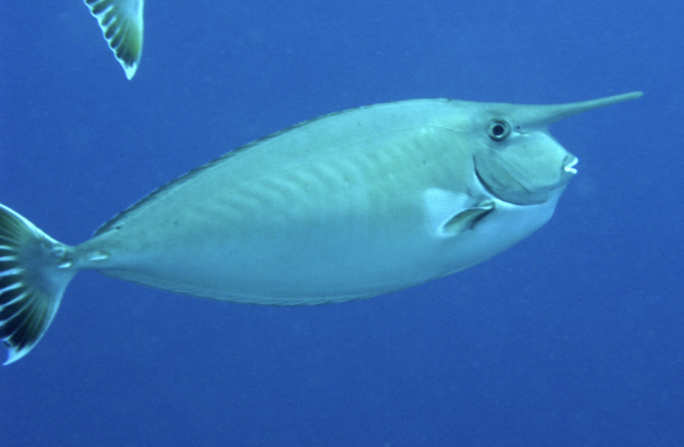 List Of 8 Animals with One Horn(WIth Pictures) - Animallot