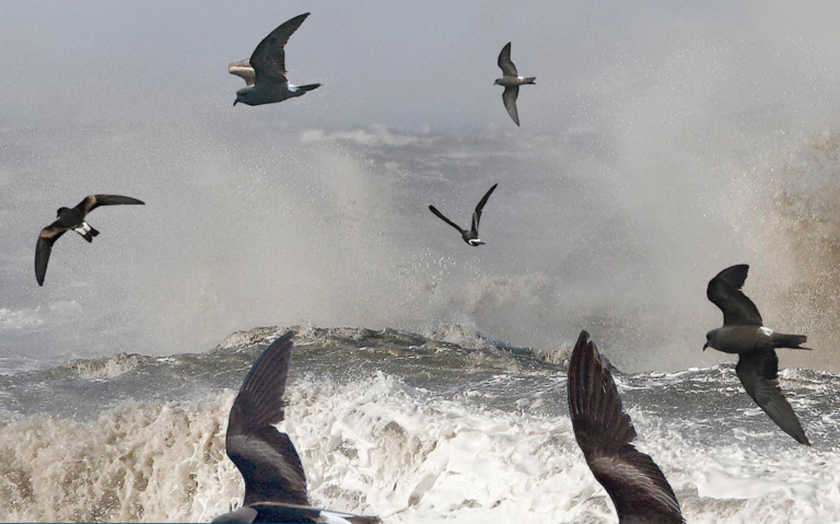 List of 16 animals with mullets (with pictures) - Animallot