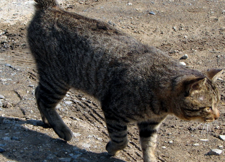 List of 16 animals with mullets (with pictures) - Animallot