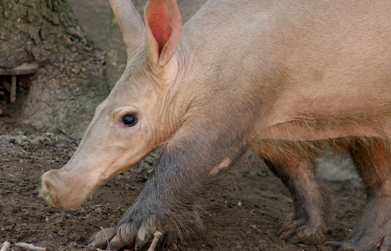 List of 16 animals with mullets (with pictures) - Animallot