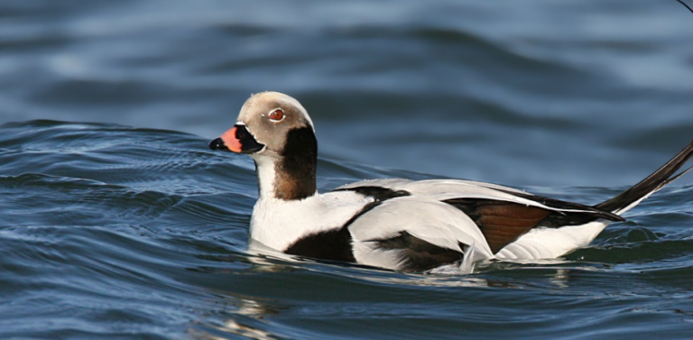 List of 16 animals with mullets (with pictures) - Animallot