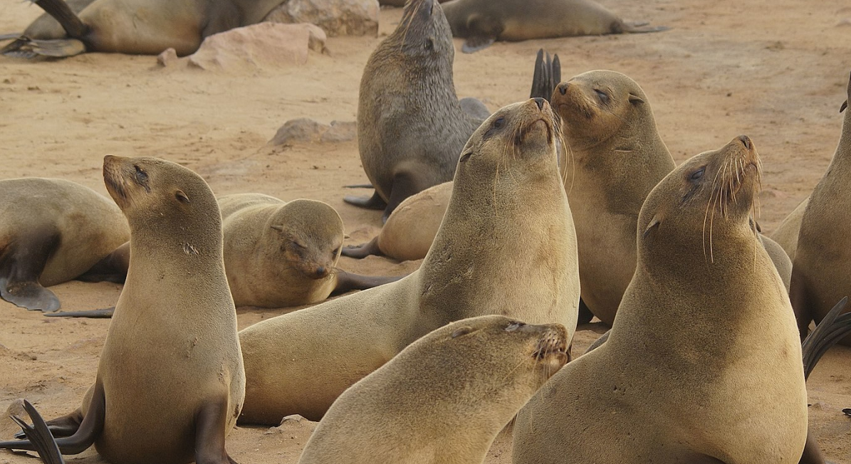 List of 16 animals with mullets (with pictures) - Animallot