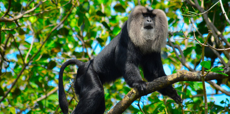 List of 16 animals with mullets (with pictures) - Animallot