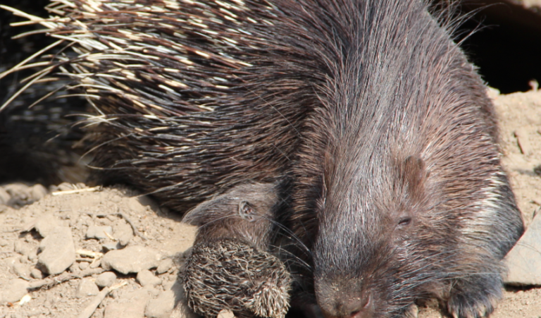 List of 16 animals with mullets (with pictures) - Animallot
