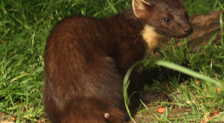 List of 16 animals with mullets (with pictures) - Animallot