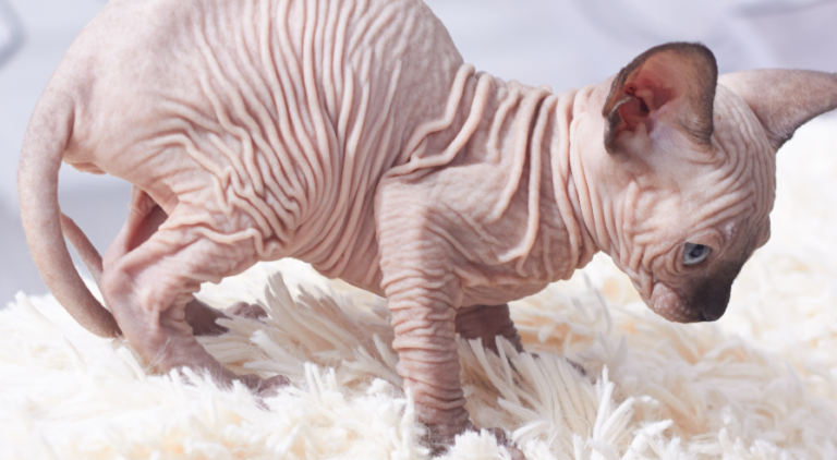 list of 20 animals without hair (with pictures) - Animallot